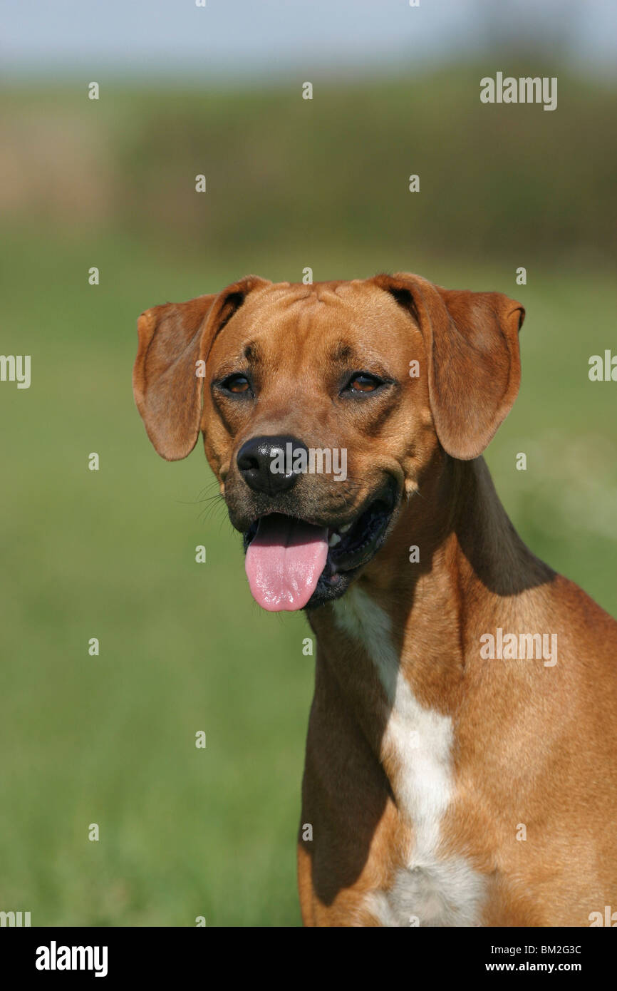 Mischling im Portrait / Mongrel Portrait Stock Photo - Alamy