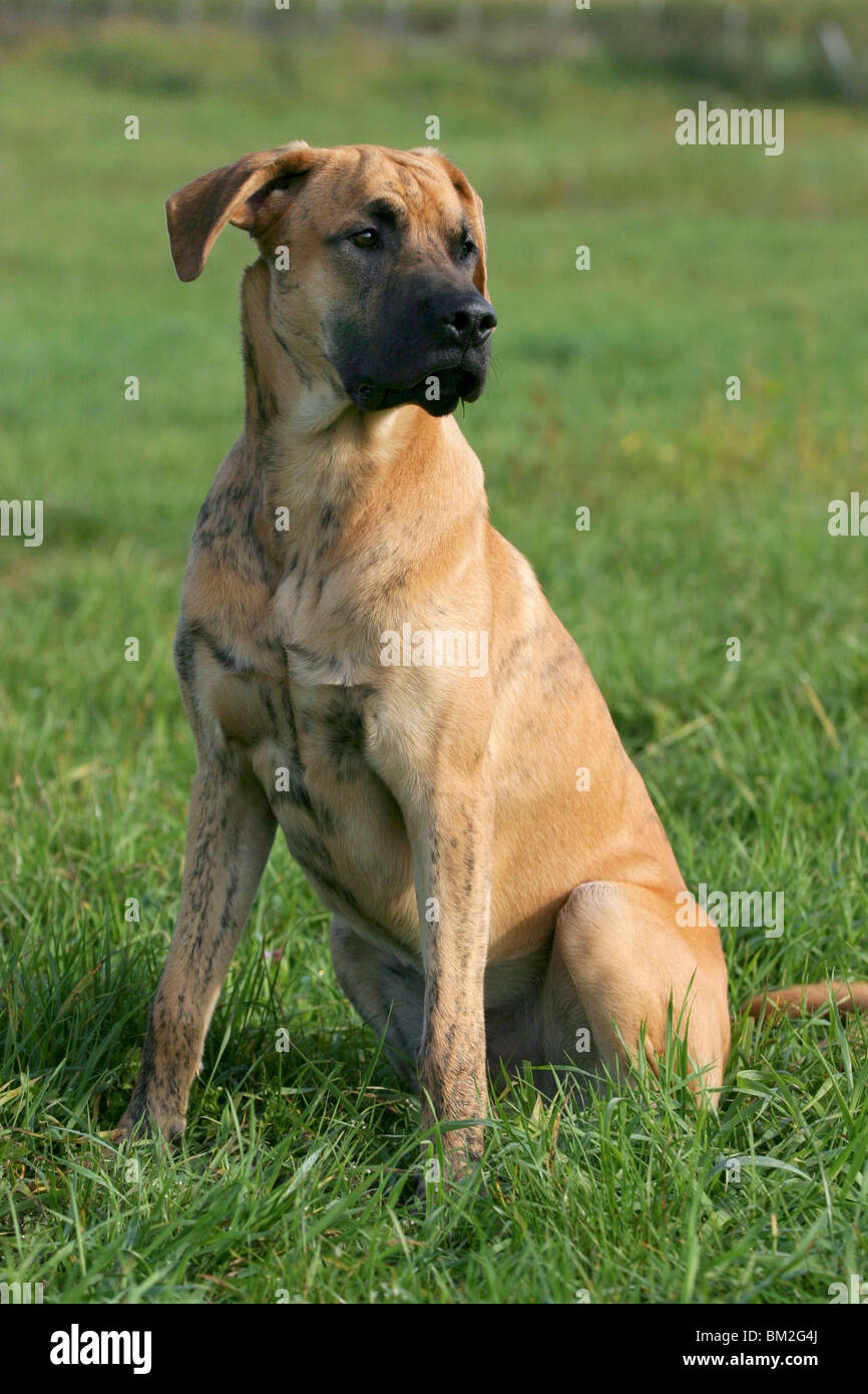 sitzender Mischling / sitting Mongrel Stock Photo - Alamy