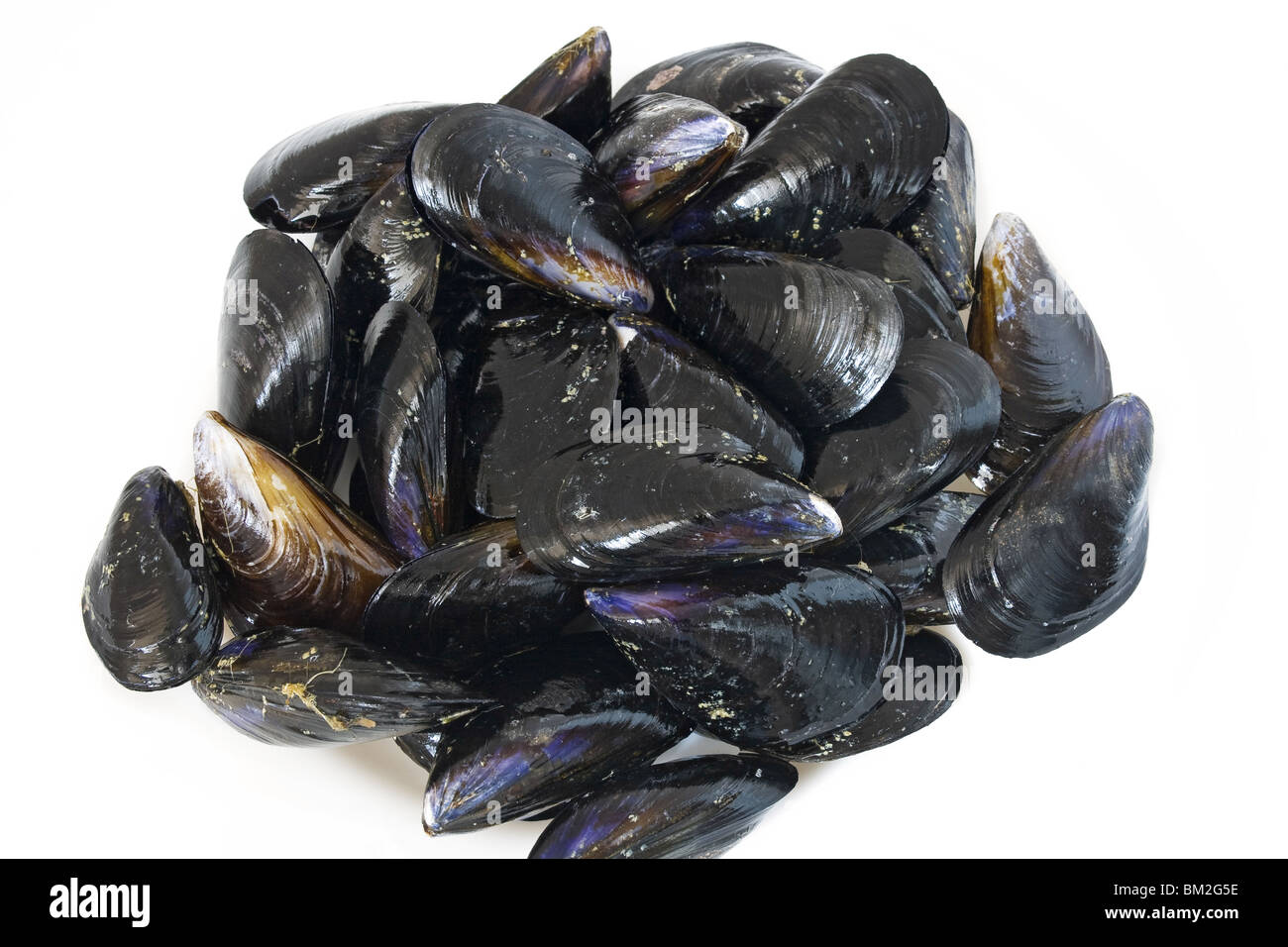 group of fresh mussels isolated on white background ready to be cooked ...