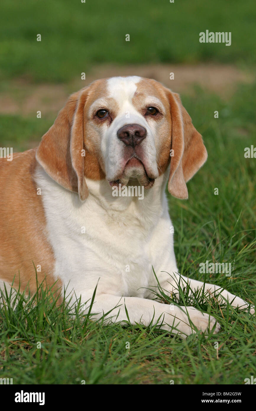 liegender Beagle / lying Beagle Stock Photo - Alamy