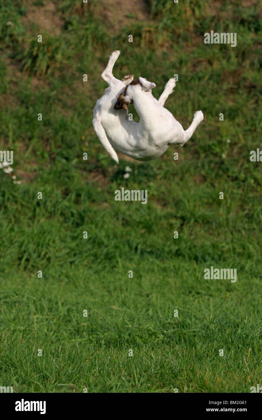 Springender hund hi-res stock photography and images - Alamy