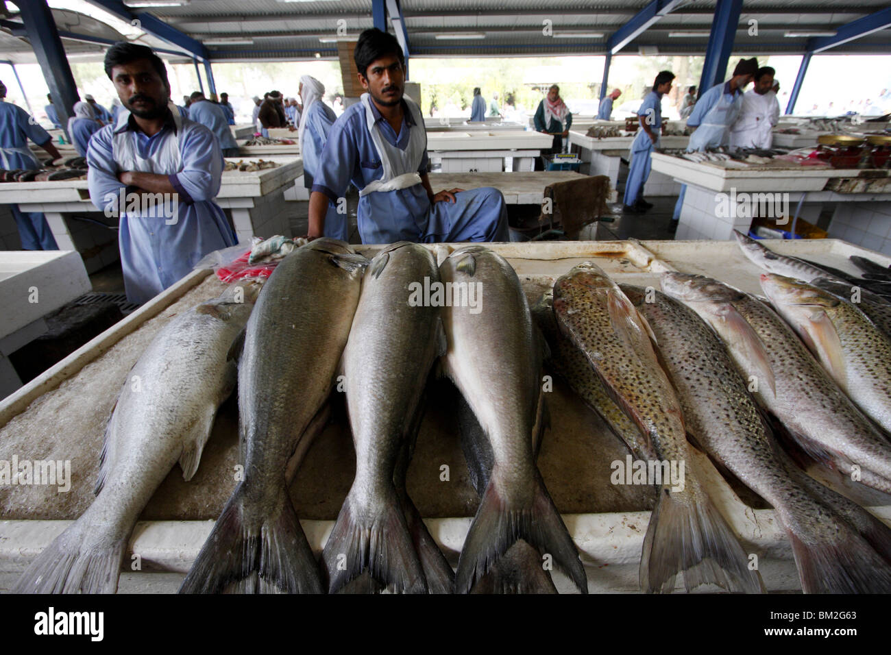 Fish market in Deira, Dubai, United Arab Emirates, Middle East Stock ...