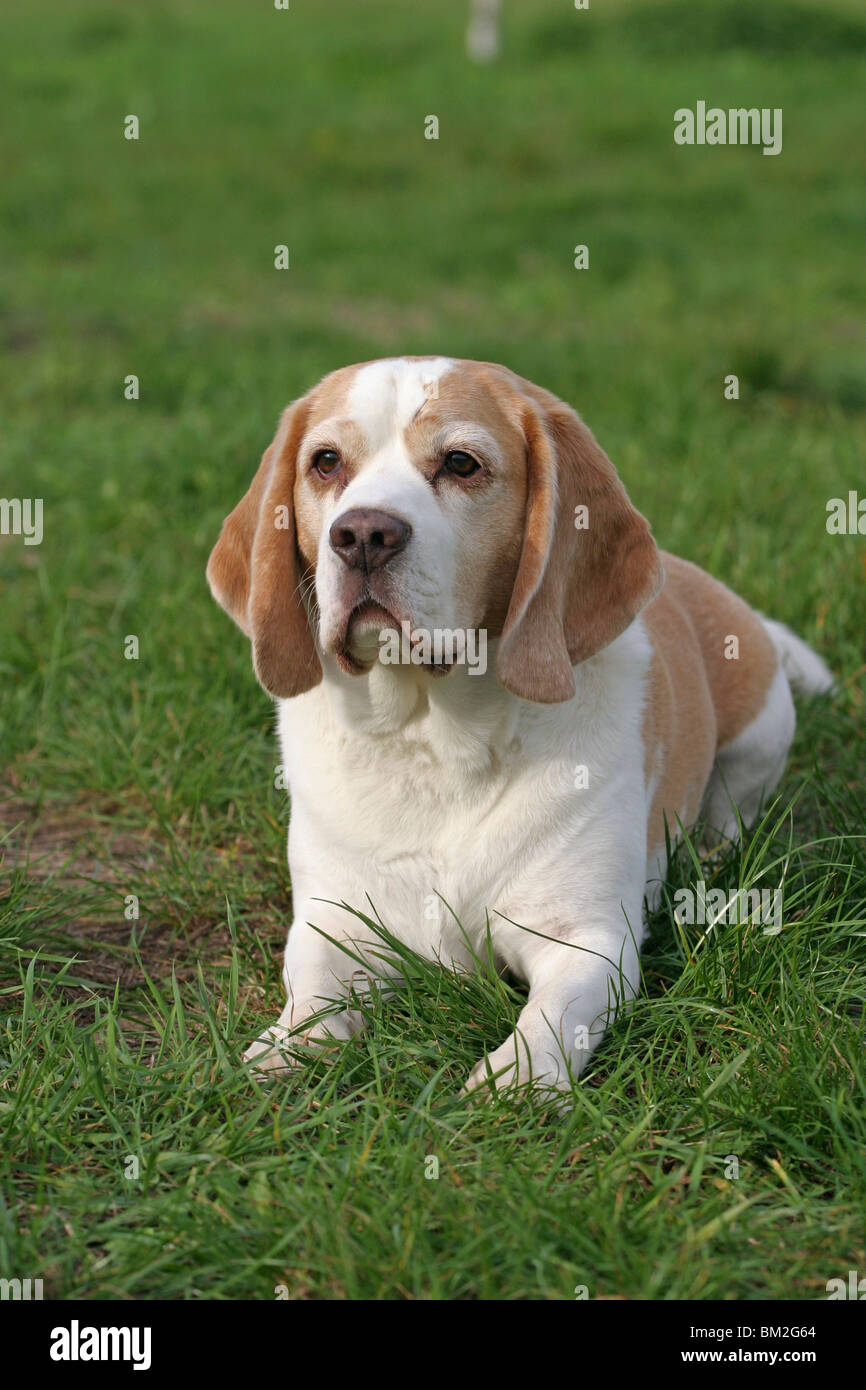 liegender Beagle / lying Beagle Stock Photo - Alamy