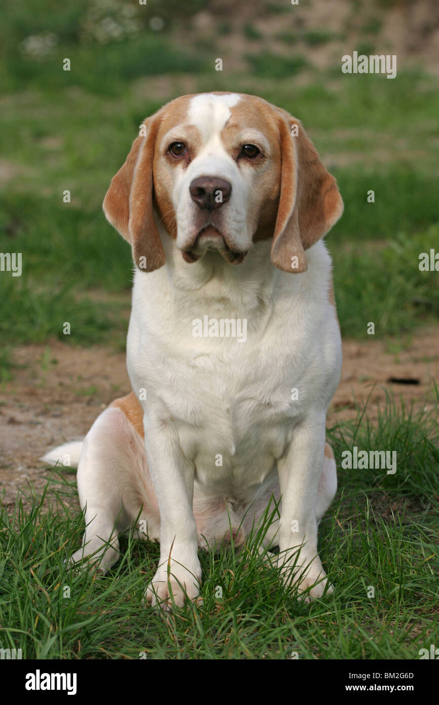 sitzender Beagle / sitting Beagle Stock Photo - Alamy