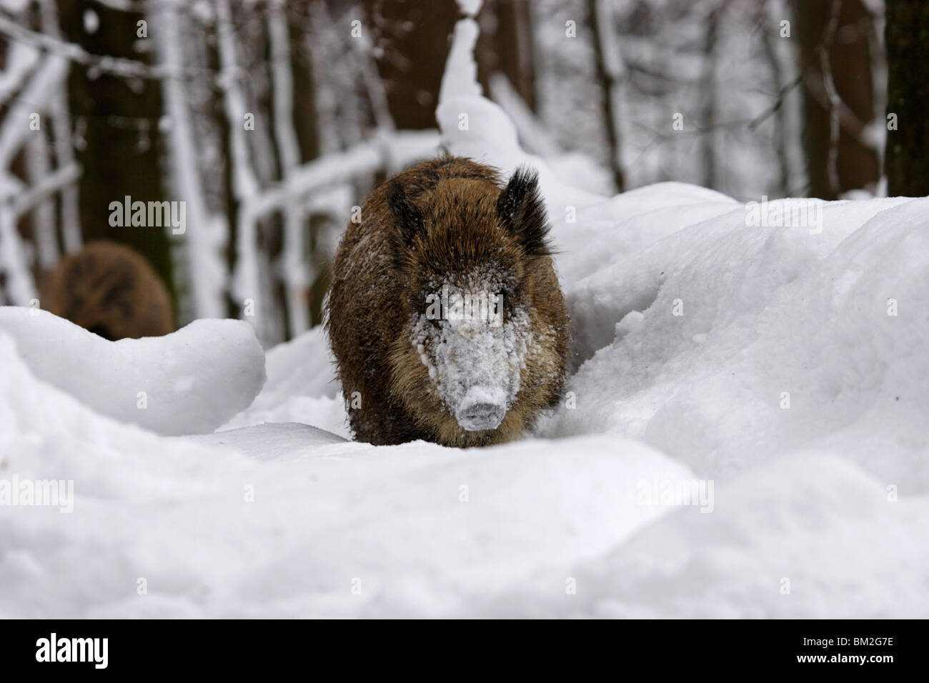 Boar winter snow hi-res stock photography and images - Alamy