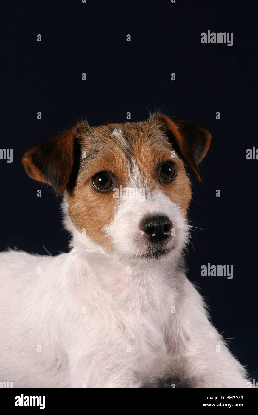 Parson Russell Terrier Portrait Stock Photo - Alamy