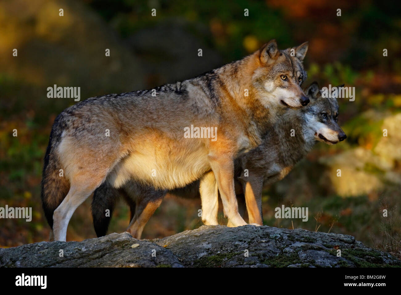 Wolf, Canis, lupus in warm light Stock Photo - Alamy