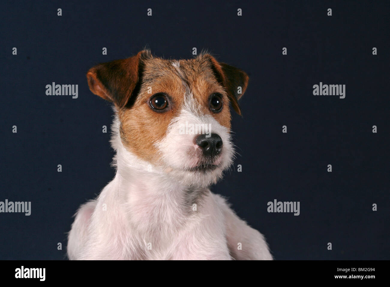 Parson Russell Terrier Portrait Stock Photo - Alamy