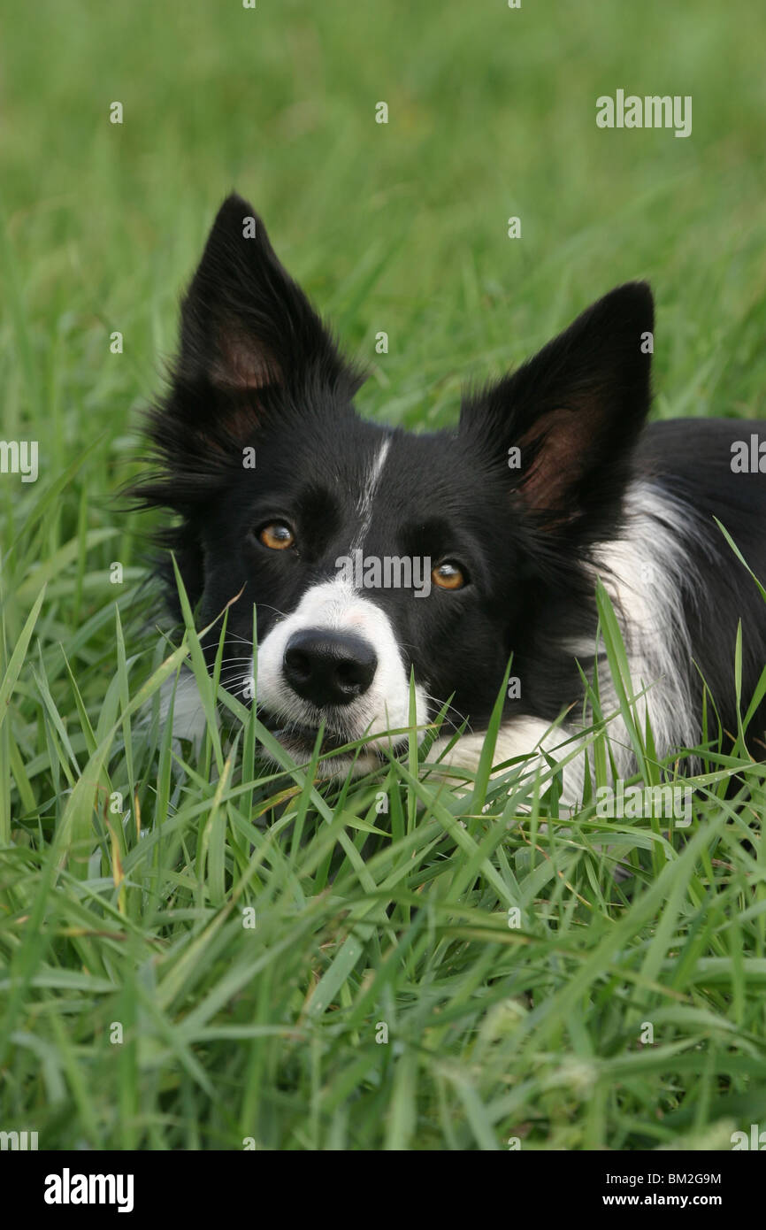 Border Collie Portrait Stock Photo - Alamy