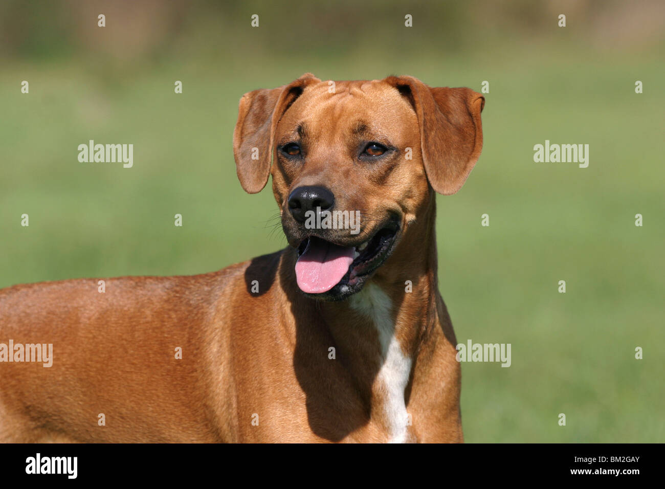 Mischling im Portrait / Mongrel head Stock Photo - Alamy
