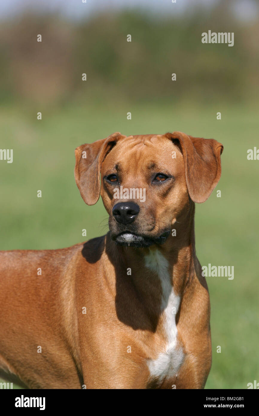Mischling im Portrait / Mongrel head Stock Photo - Alamy