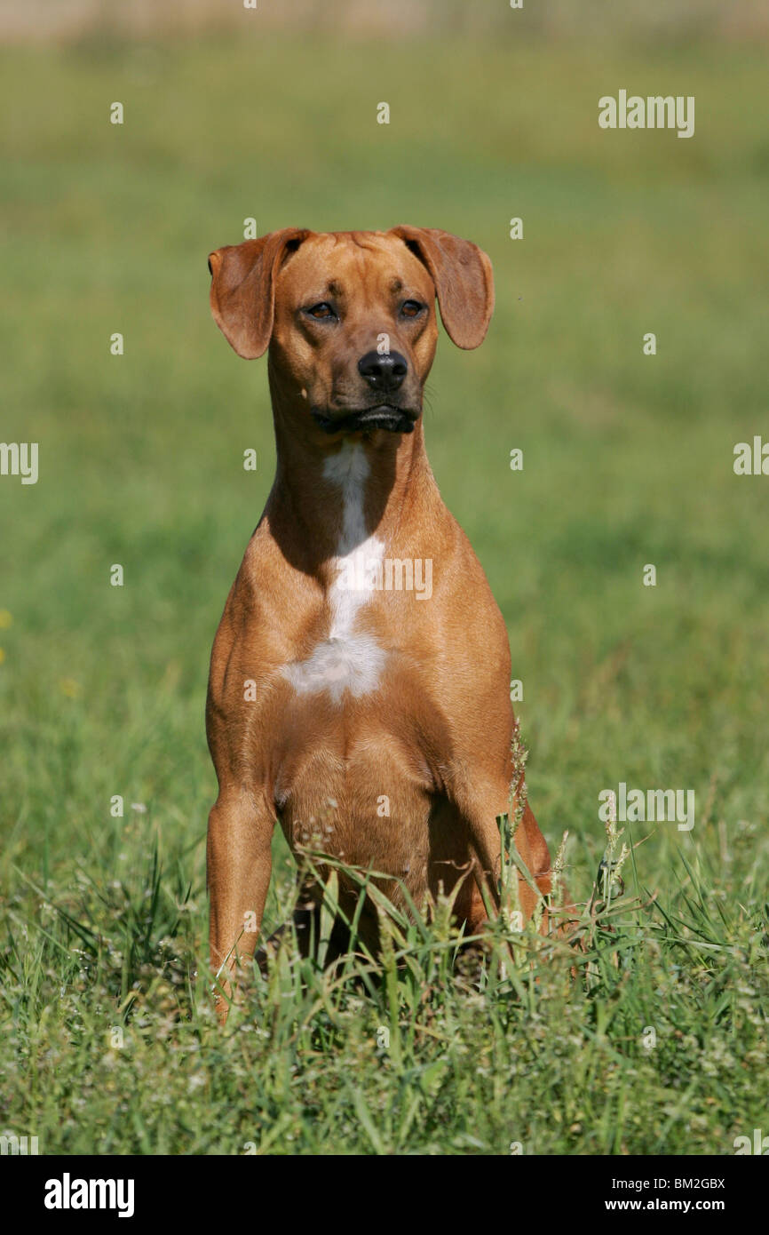 Mischling / Mongrel Stock Photo - Alamy