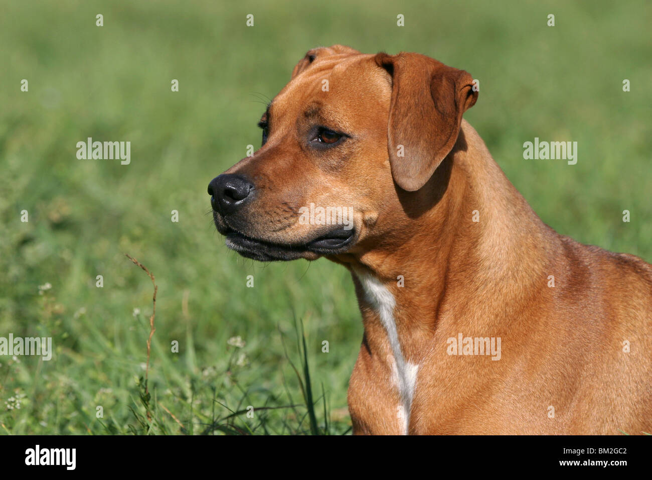 Mischling im Portrait / Mongrel head Stock Photo - Alamy
