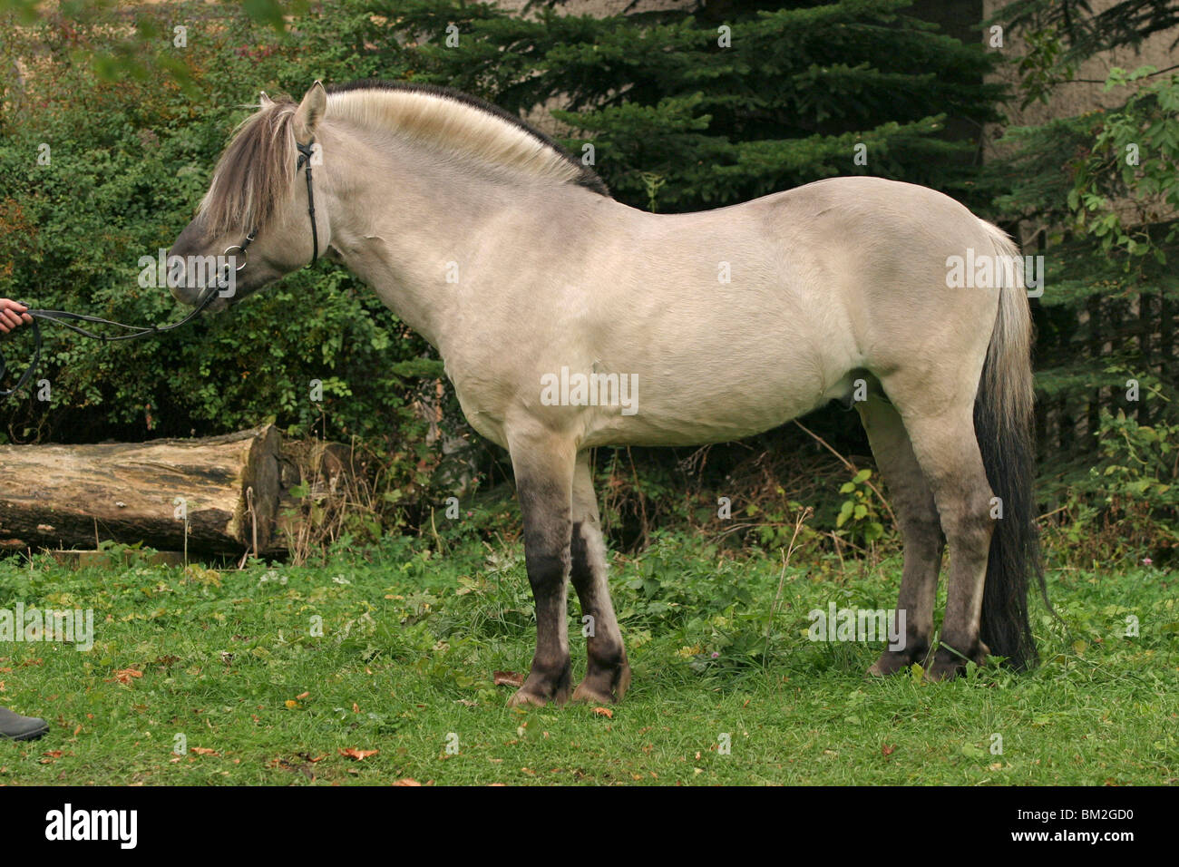 Graufalbe hi-res stock photography and images - Alamy