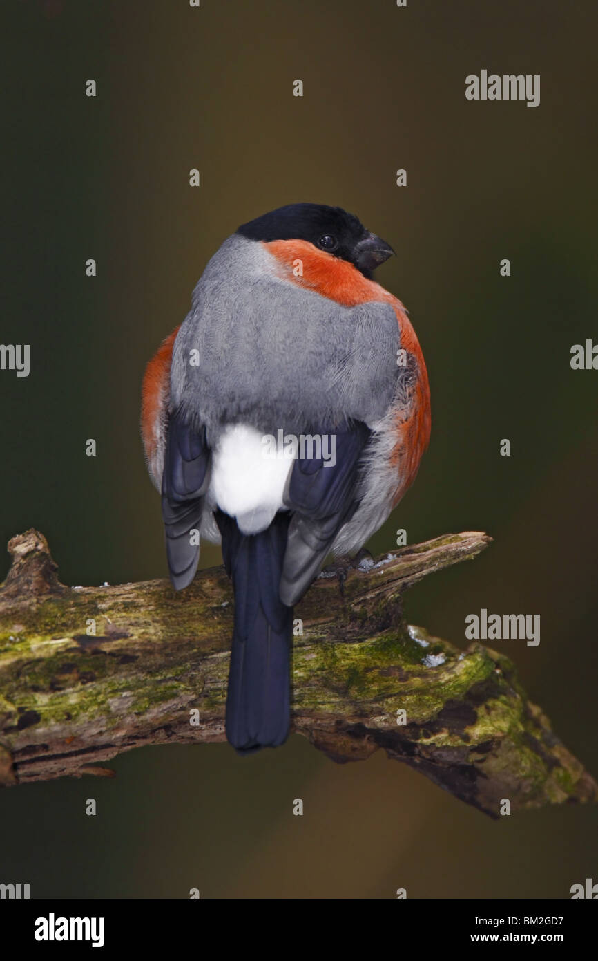 Common blood finch hi-res stock photography and images - Alamy