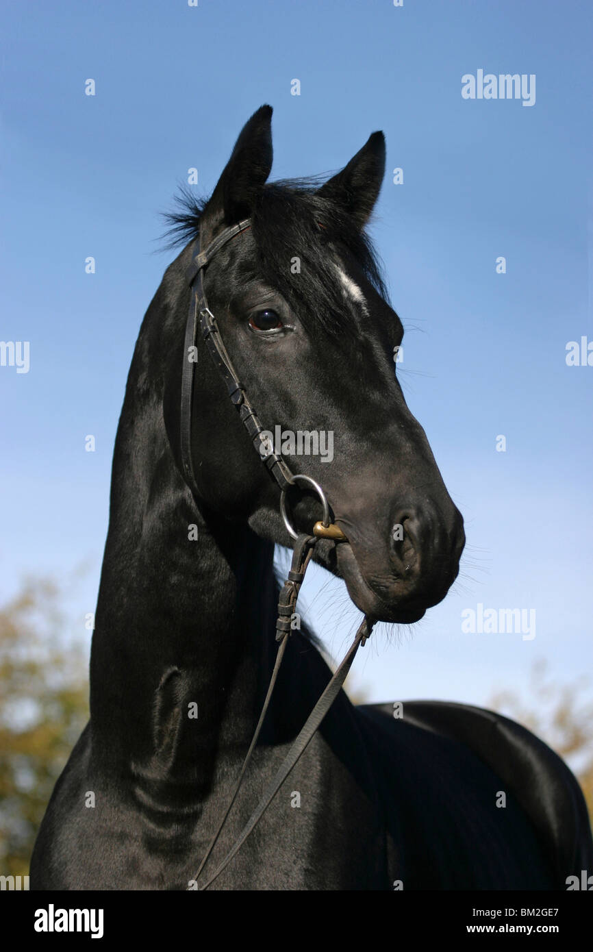 Trakehner rappe trakehner black horse hi-res stock photography and ...