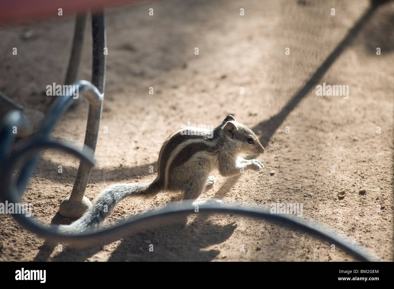 Indian palm squirrel (Funambulus palmarum), Rajasthan, India Stock ...