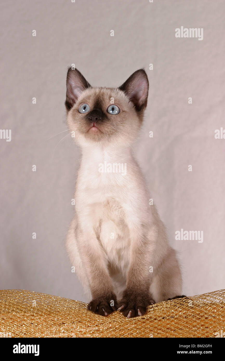 Tonkanese Kätzchen / Tonkanese Kitten Stock Photo - Alamy