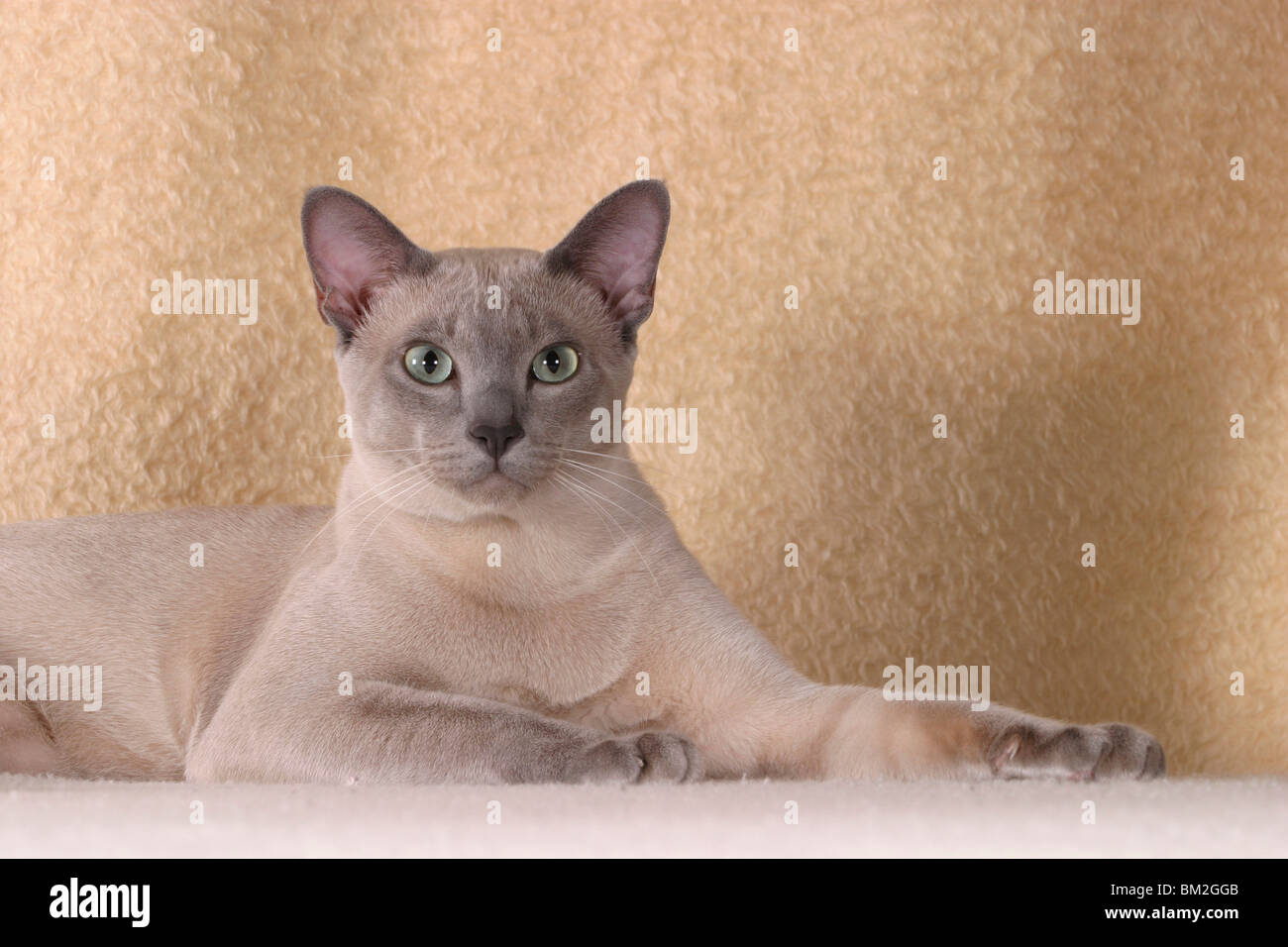 Tonkanese cat hi-res stock photography and images - Alamy