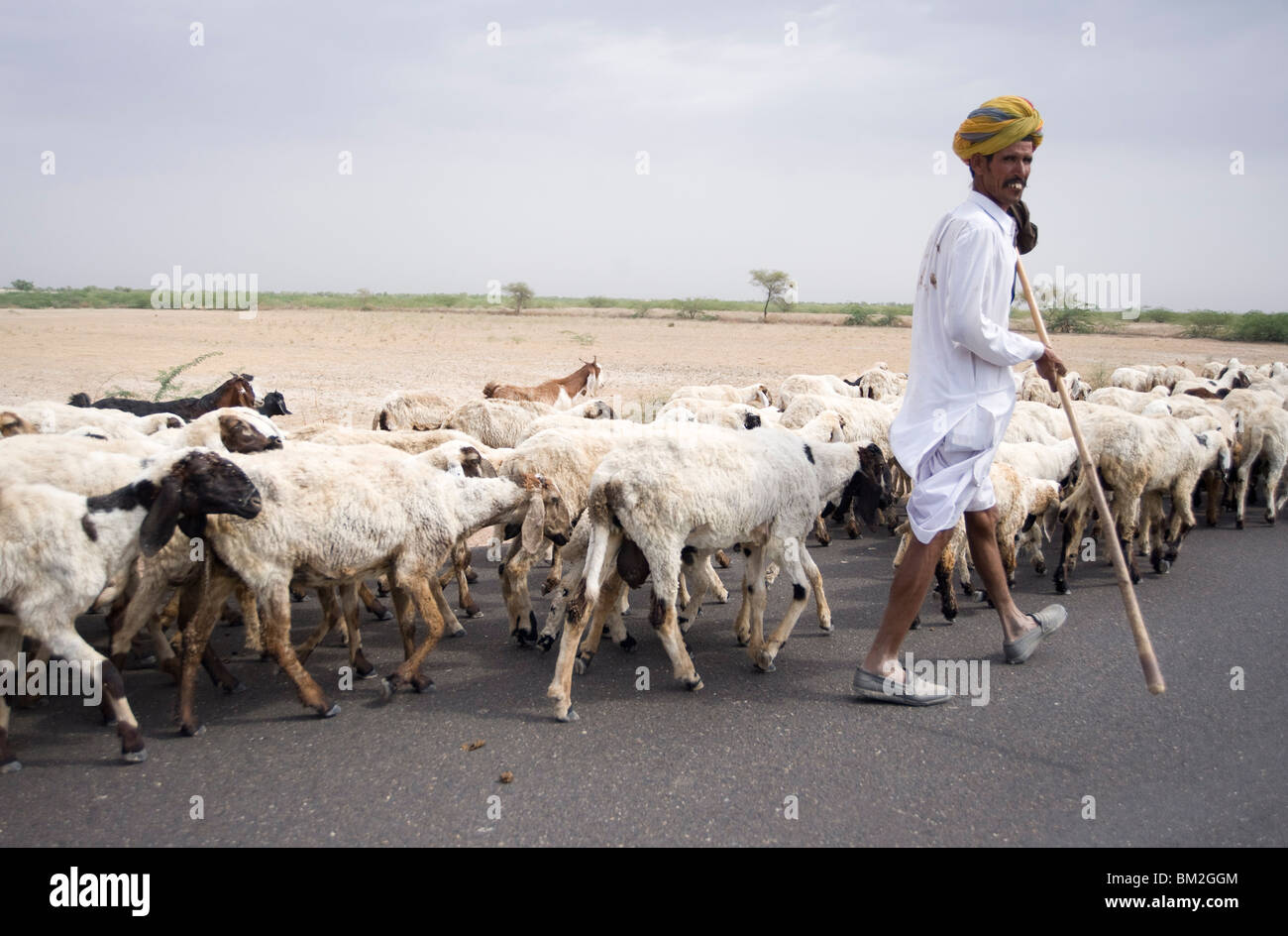 Shepherd walking flock, Bar, Rajasthan, India Stock Photo - Alamy