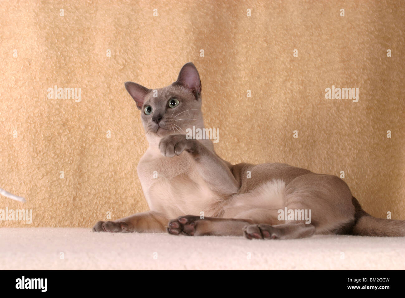 Tonkanese cat hi-res stock photography and images - Alamy