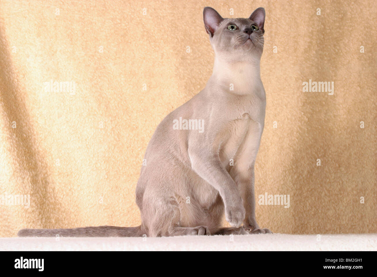 sitzende Tonkanese / sitting Tonkanese Stock Photo - Alamy
