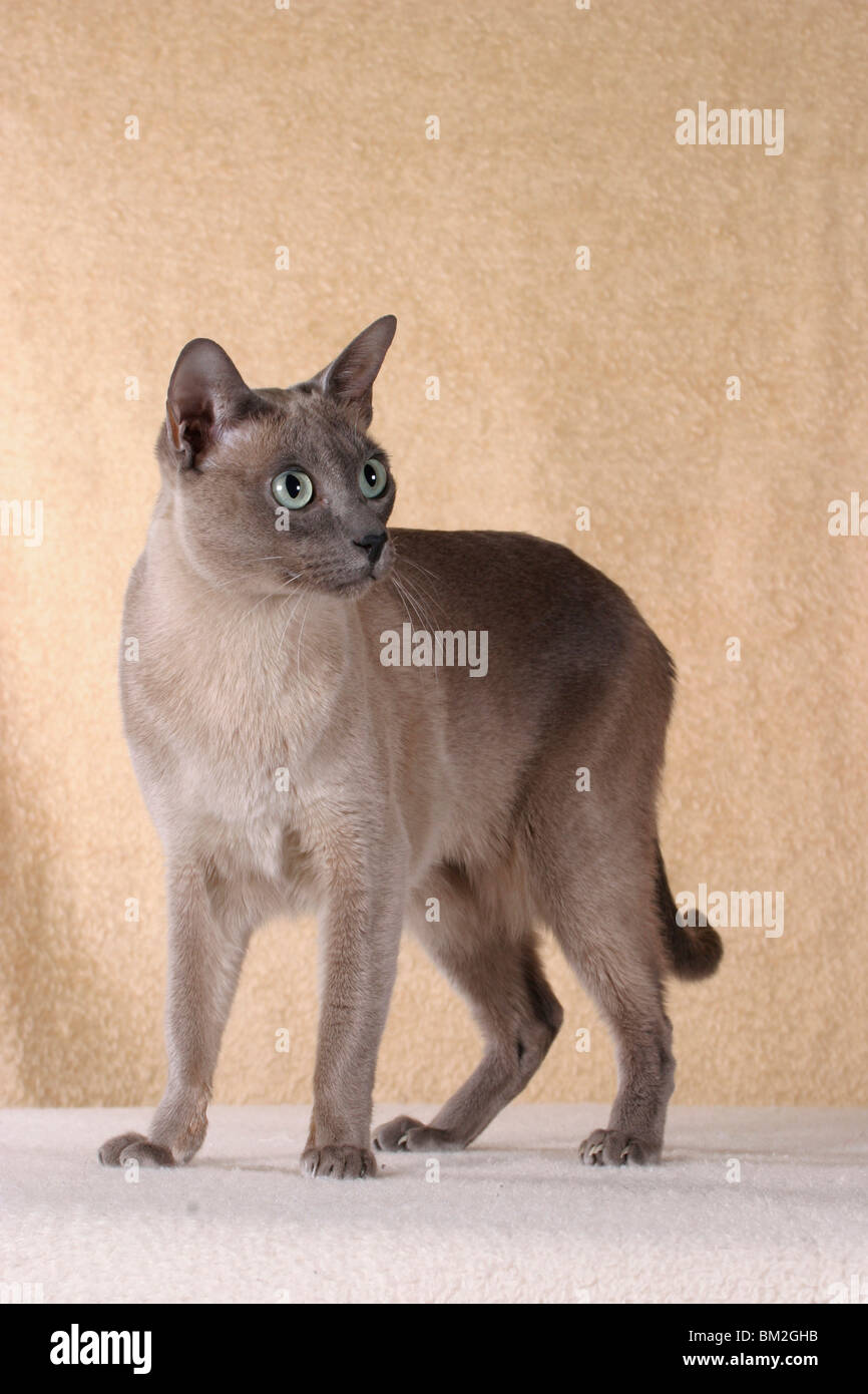 Tonkanese cat hi-res stock photography and images - Alamy