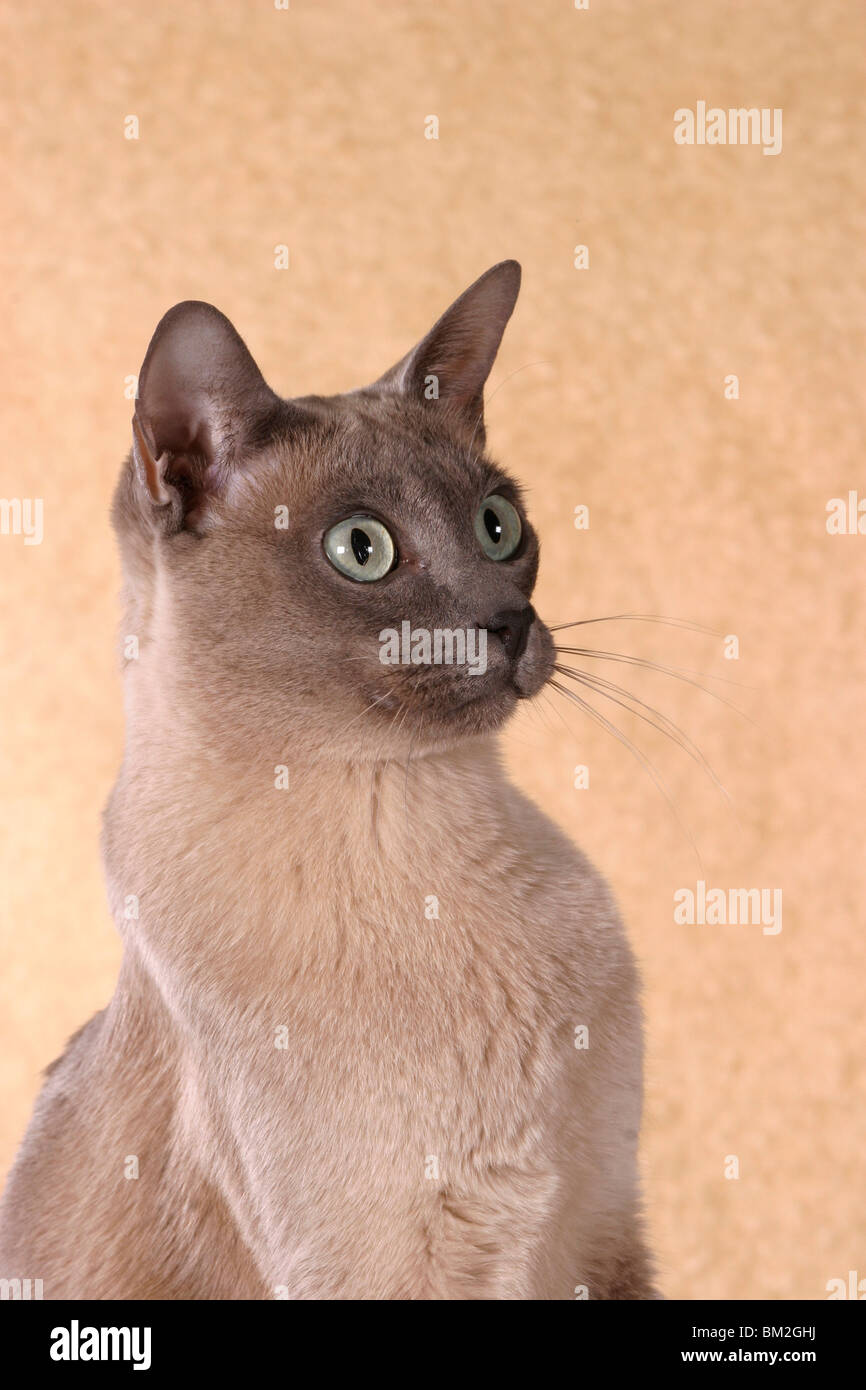 Tonkanese cat hi-res stock photography and images - Alamy