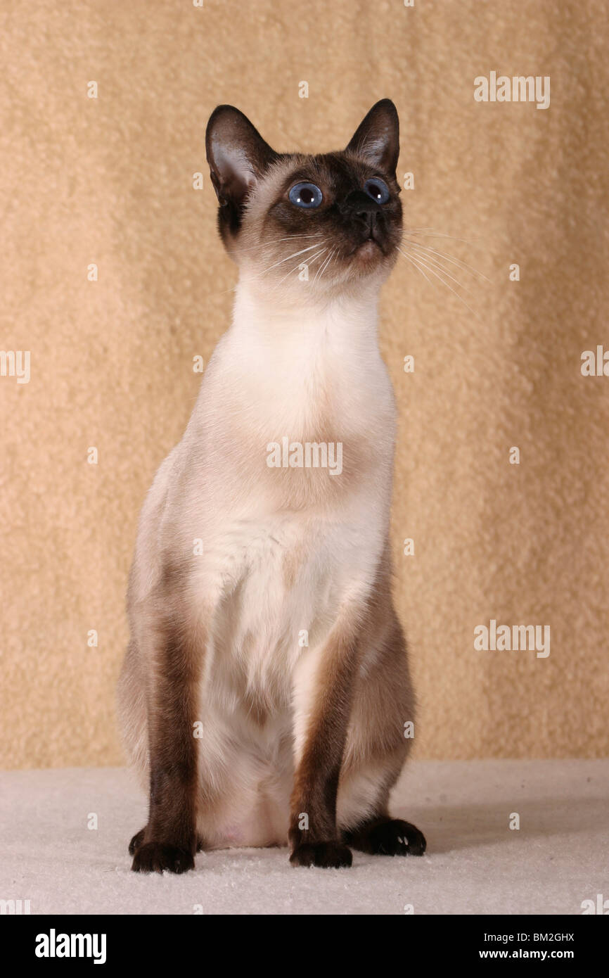 sitzende Siamese / sitting Siam Stock Photo - Alamy