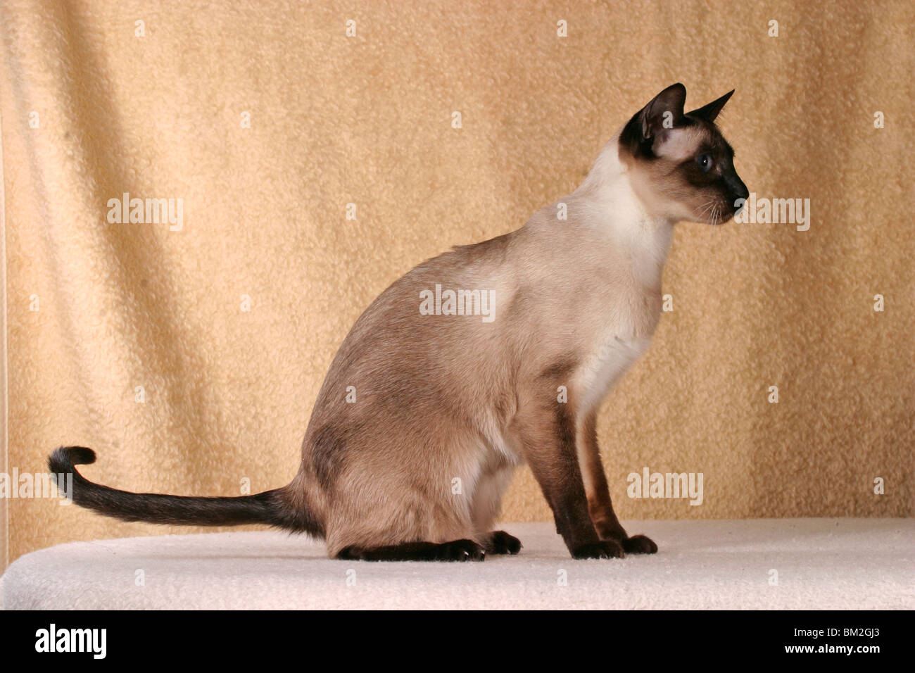sitzende Siamese / sitting Siam Stock Photo - Alamy