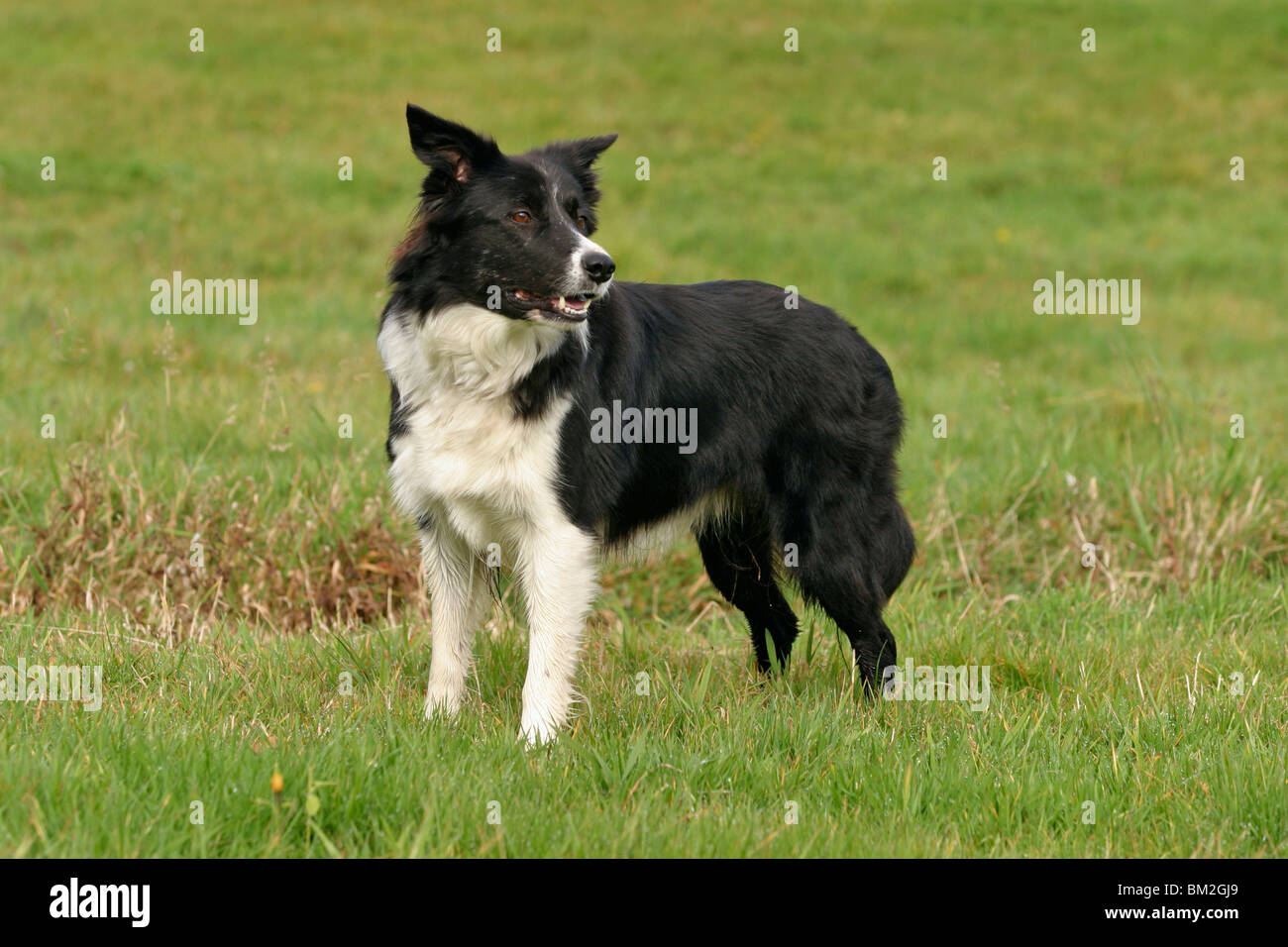 stehender Border Collie / standing Border Collie Stock Photo - Alamy