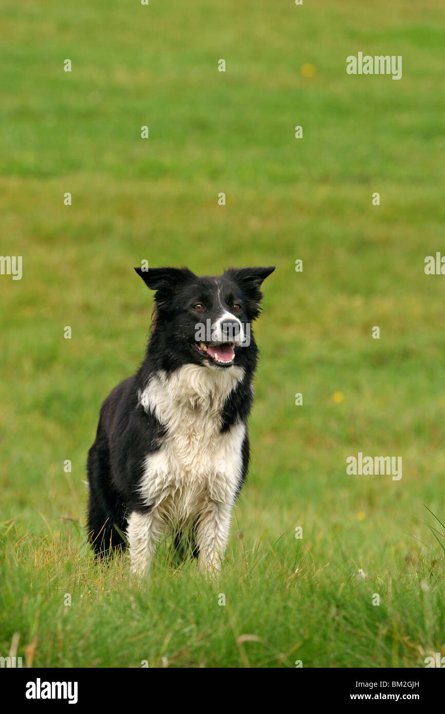 stehender Border Collie / standing Border Collie Stock Photo - Alamy