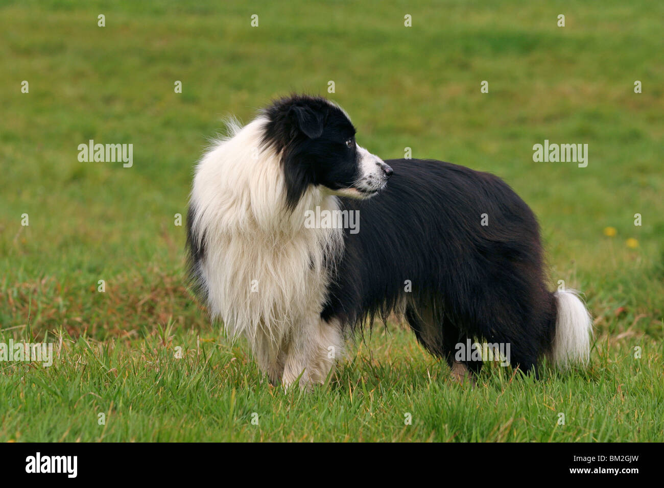 stehender Border Collie / standing Border Collie Stock Photo - Alamy