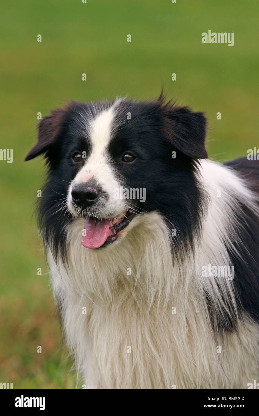 Border Collie Portrait Stock Photo - Alamy