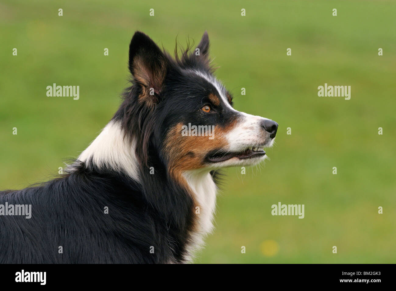 Border Collie Portrait Stock Photo - Alamy