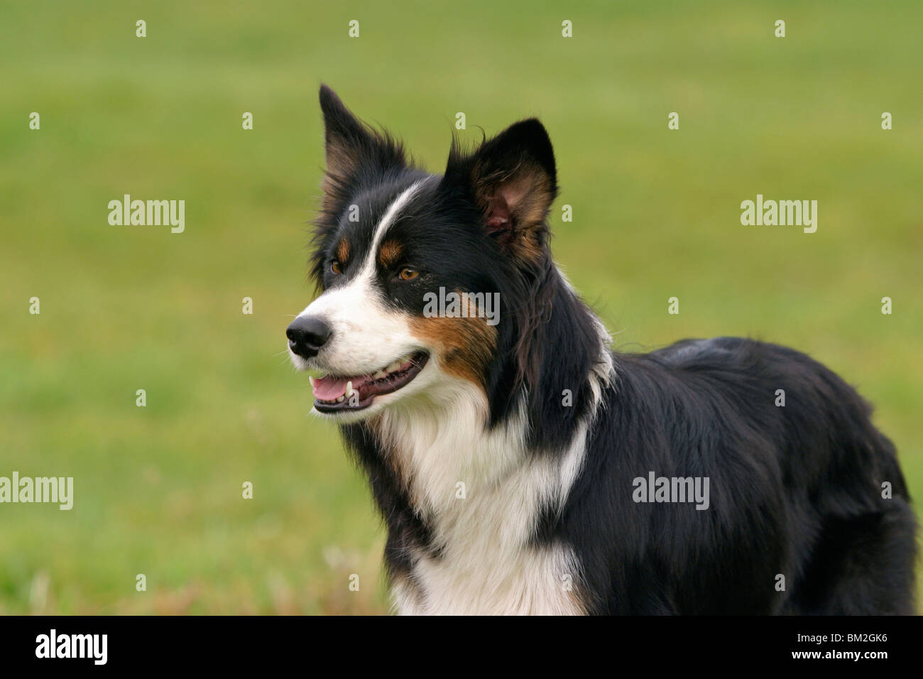 Border Collie Portrait Stock Photo - Alamy