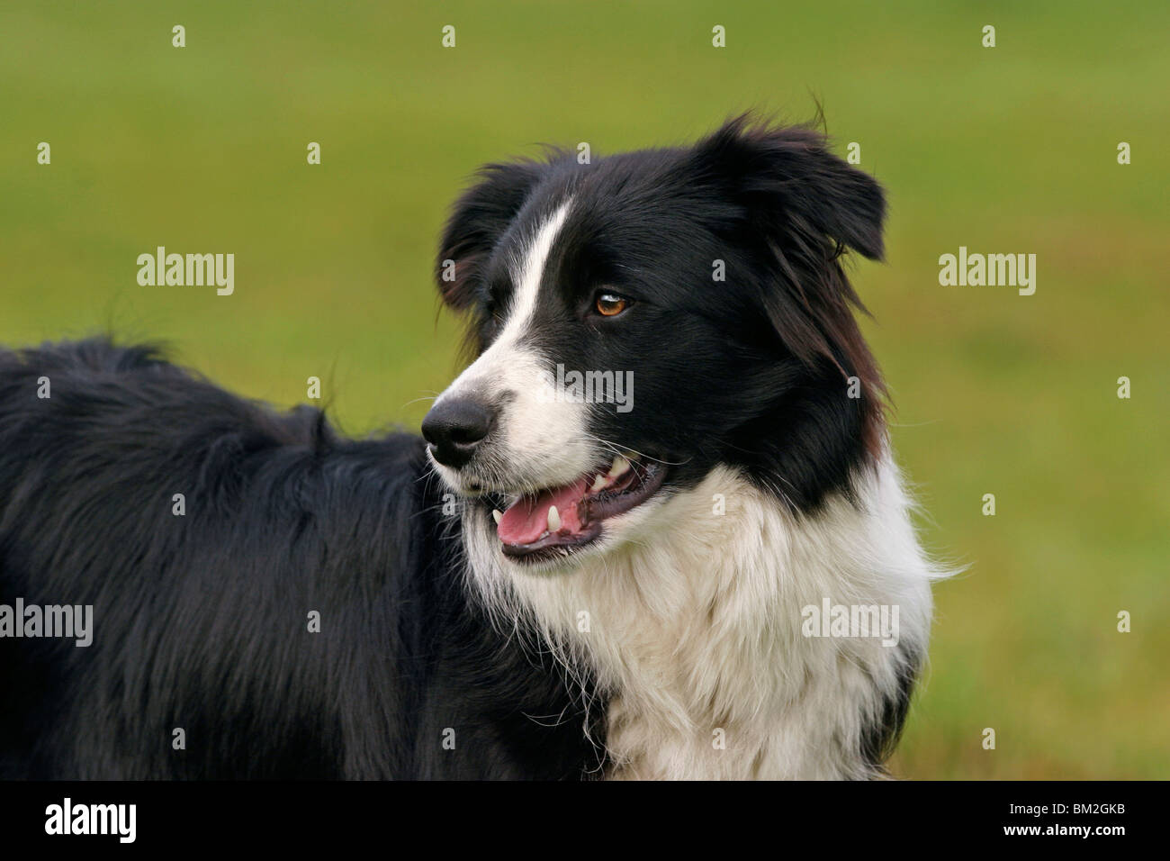 Border Collie Portrait Stock Photo - Alamy