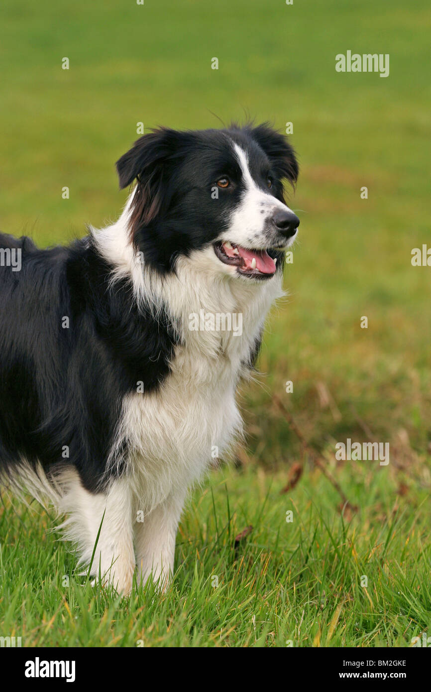 stehender Border Collie / standing Border Collie Stock Photo - Alamy
