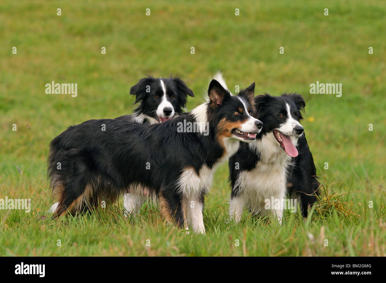 3 border collies hi-res stock photography and images - Alamy