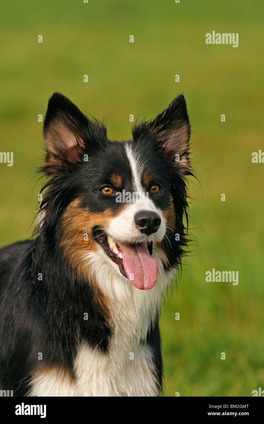 Border Collie Portrait Stock Photo - Alamy