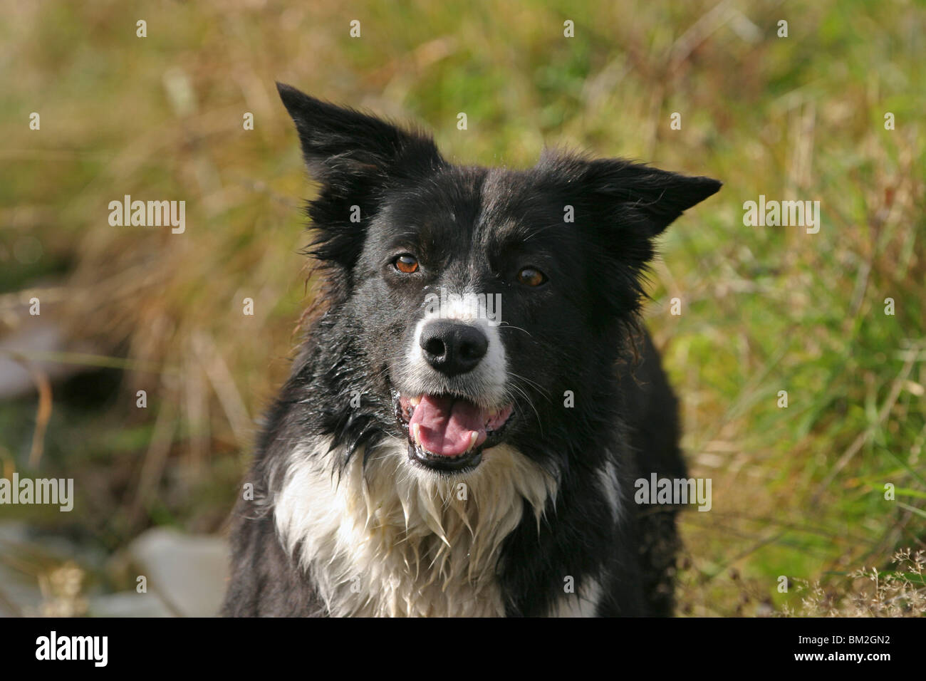 Border Collie Portrait Stock Photo - Alamy