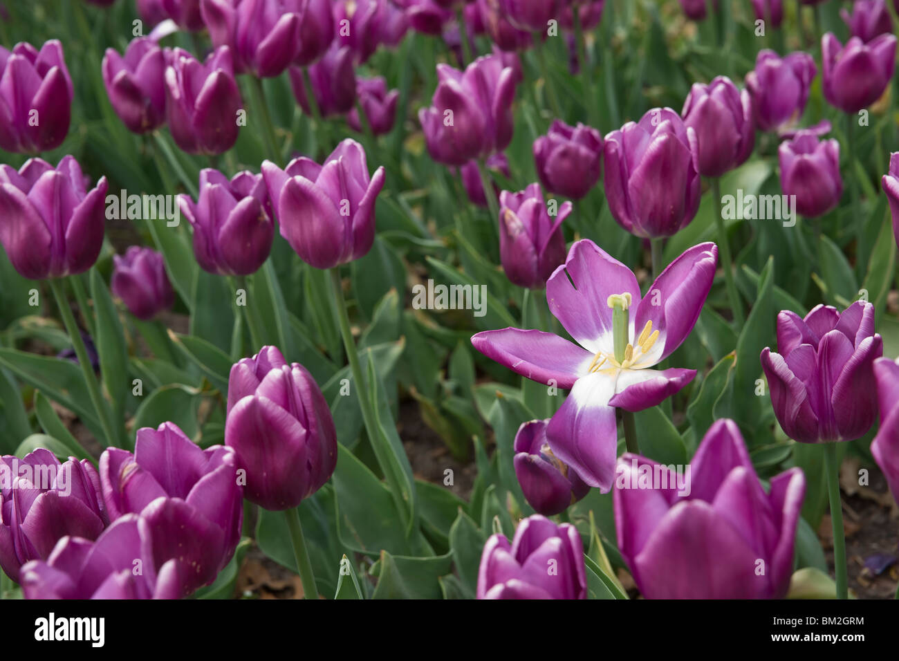 Attila graffiti' tulip hi-res stock photography and images - Alamy
