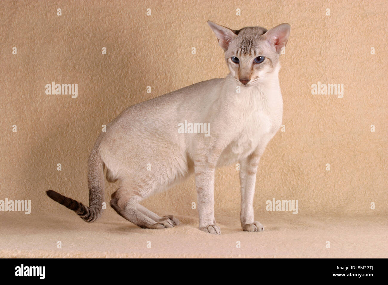 stehende Siam / standing Siamese Stock Photo - Alamy