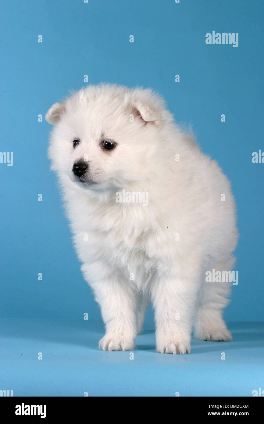 Deutscher spitz welpen hi-res stock photography and images - Alamy