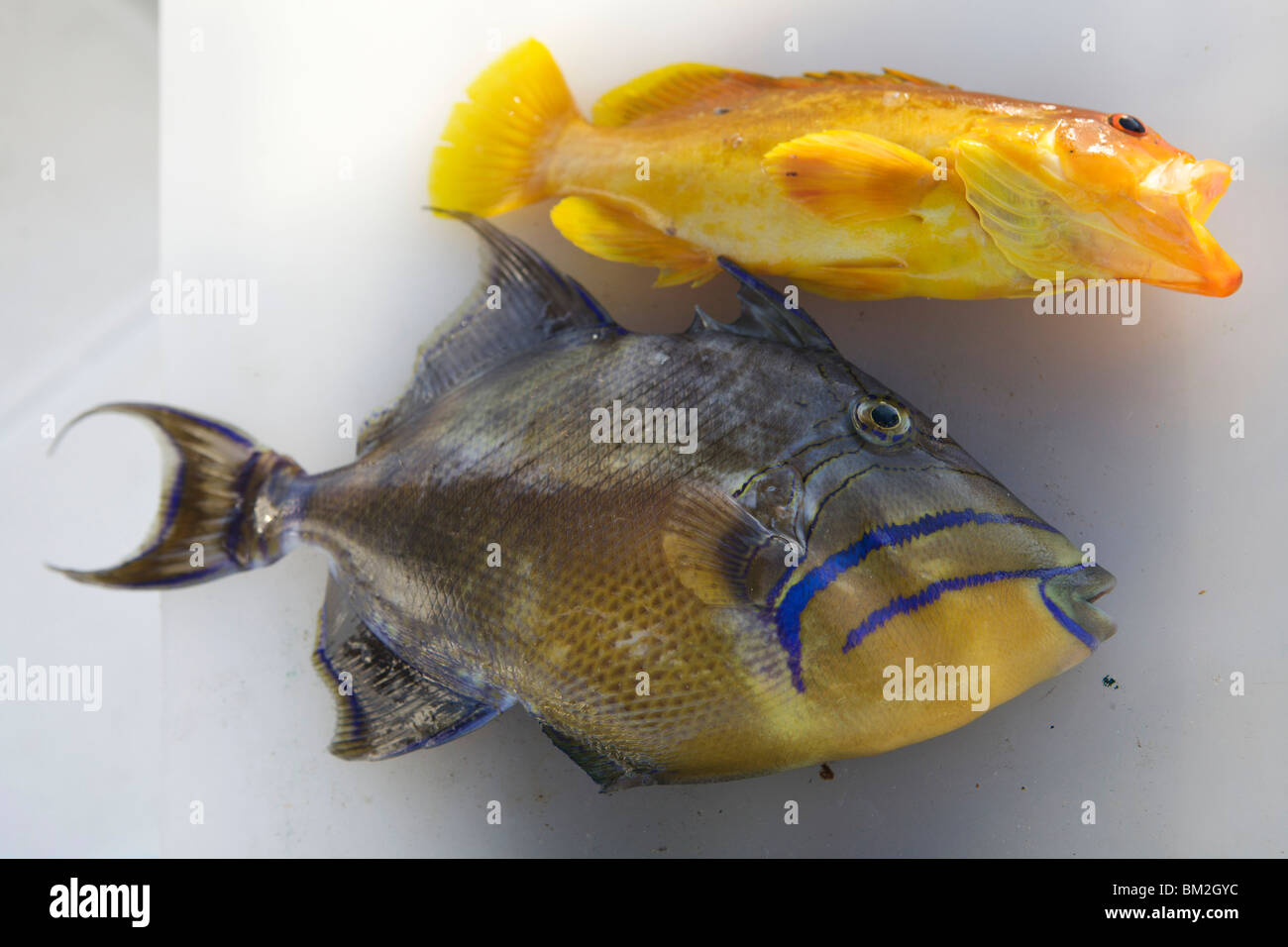 Trigger fish hi-res stock photography and images - Alamy