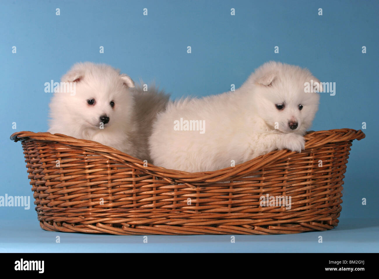 Spitz Welpen / Pomeranian Puppies Stock Photo - Alamy