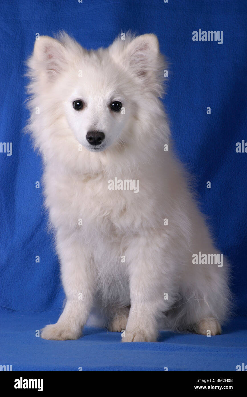Spitz / Pomeranian Stock Photo - Alamy