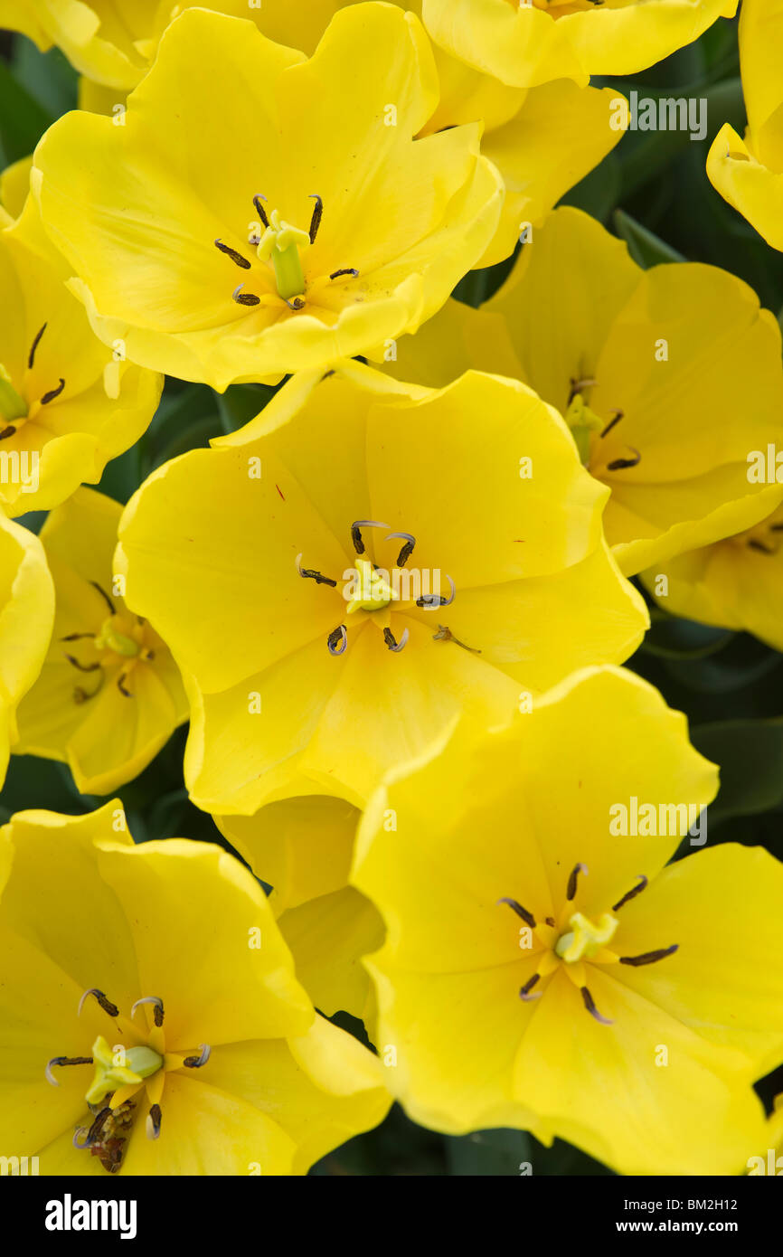 Close up of yellow blooming tulips flowers heads top view nobody from ...