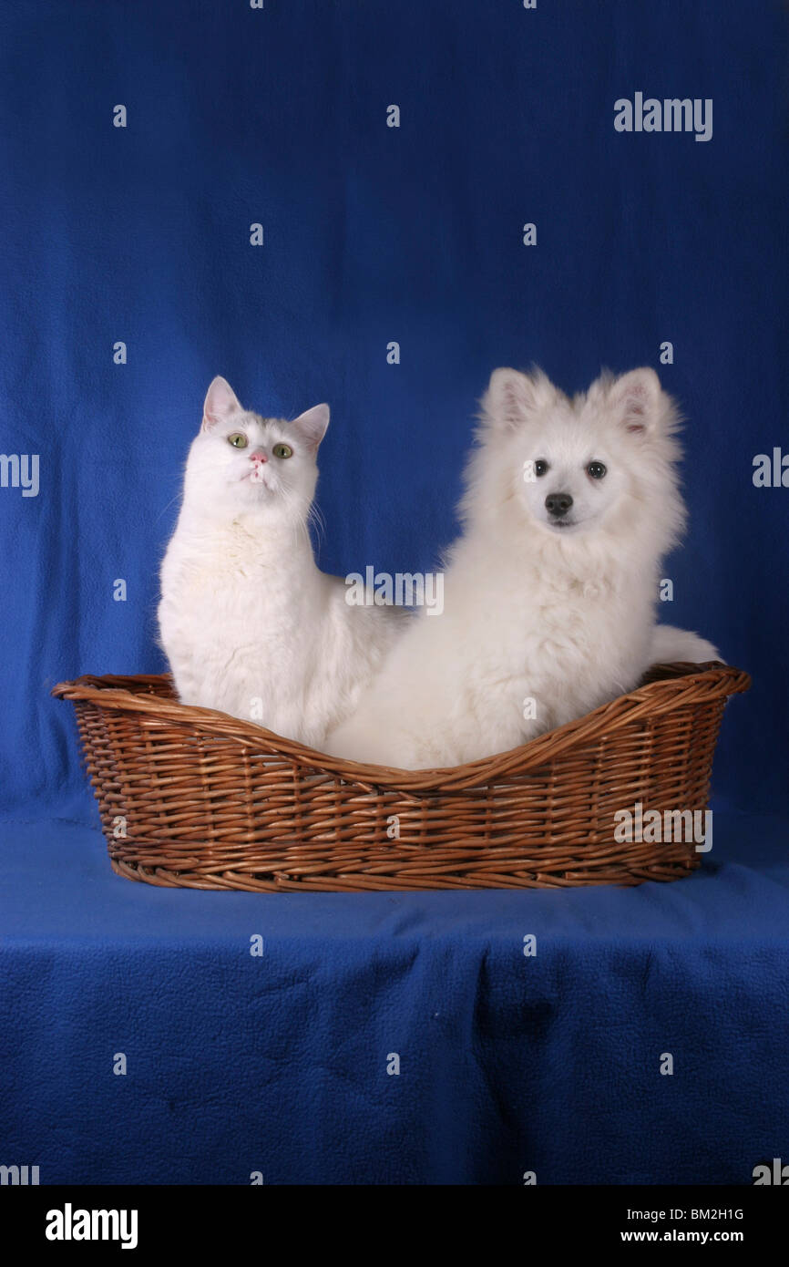 Spitz und Katze im Körbchen / pomeranian and cat in the basket Stock ...