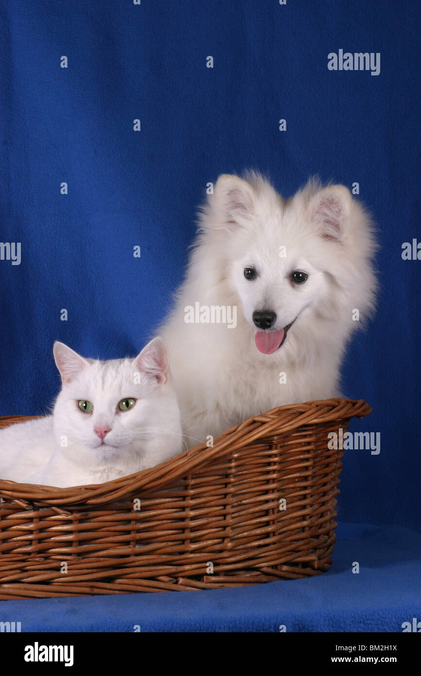Spitz und Katze im Körbchen / pomeranian and cat in the basket Stock ...